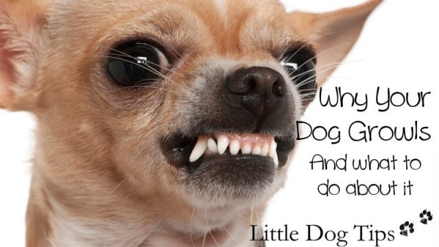 Why Your Dog Growls, And What To Do About It 🐾 Little Dog Tips