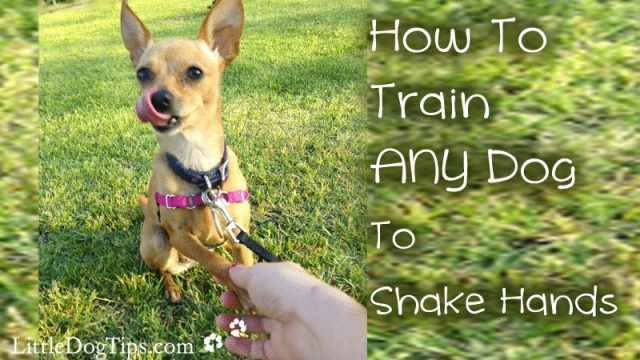 How To Teach Any Dog To Shake Hands 🐾 Little Dog Tips