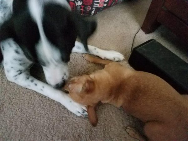 Are My Dogs Playing Or Fighting? A Human’s Guide To The Bitey Face Game ...