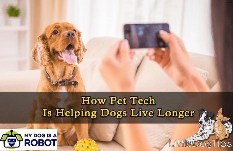 How Pet Tech Is Helping Dogs Live Longer 🐾 Little Dog Tips
