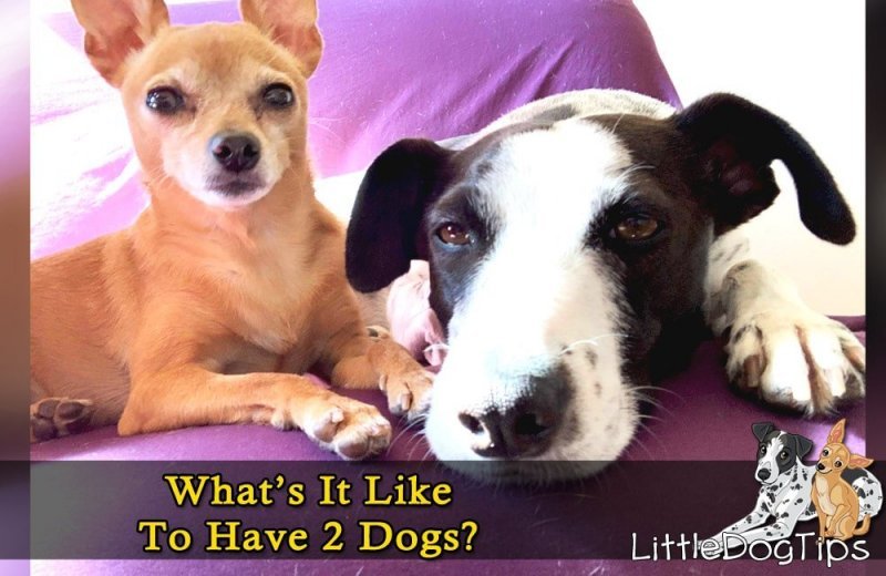 What’s It Like To Have Two Dogs? 🐾 Little Dog Tips
