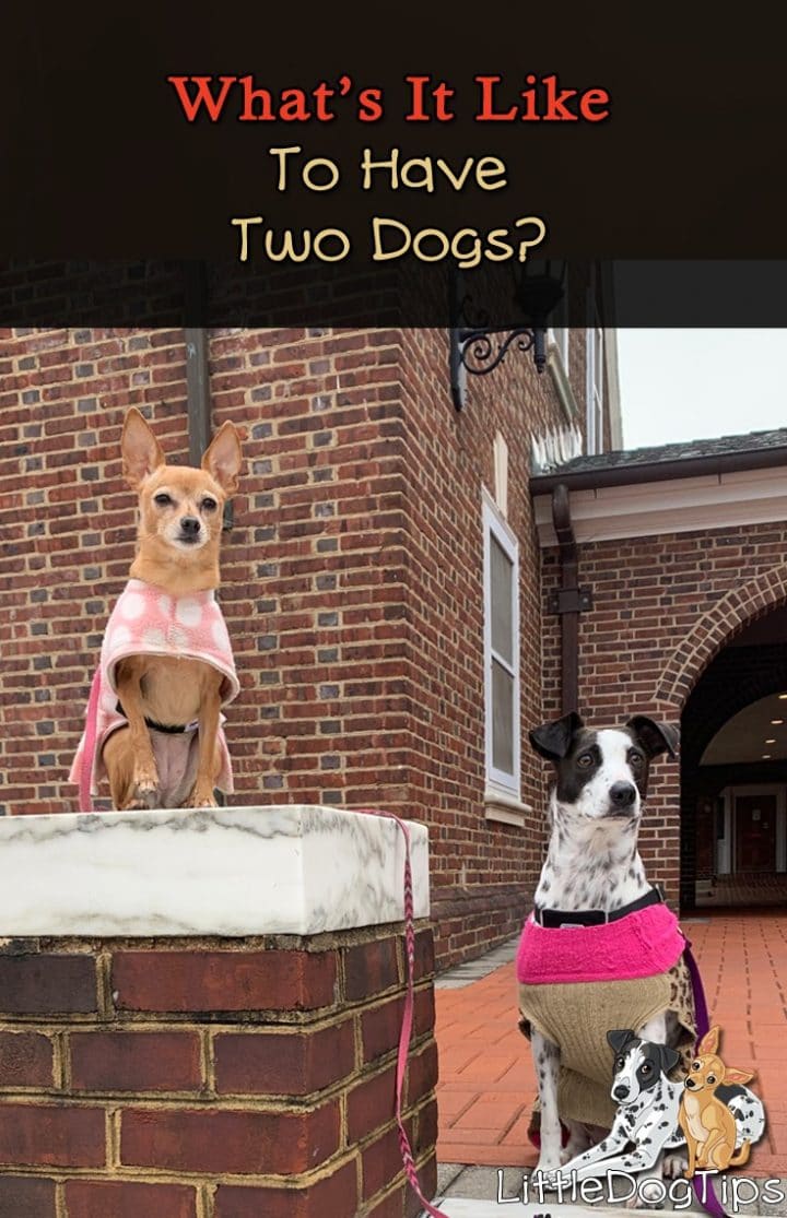What’s It Like To Have Two Dogs? 🐾 Little Dog Tips