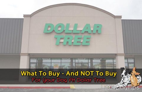 What I Always (And Never) Buy For My Dogs At Dollar Tree 🐾 Little Dog Tips