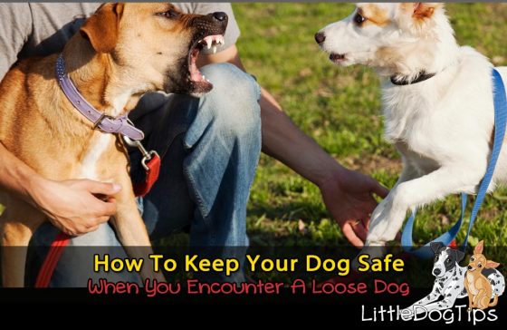 How To Keep Your Small Dog Safe From Loose, Off-Leash, Or Out Of ...